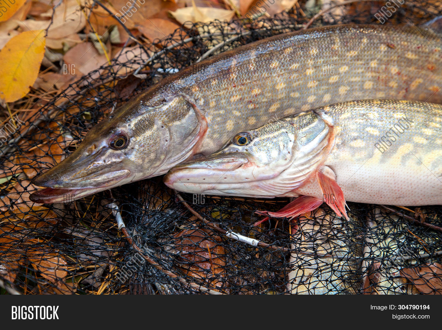 Freshwater Pike Fish. Image & Photo (Free Trial) | Bigstock