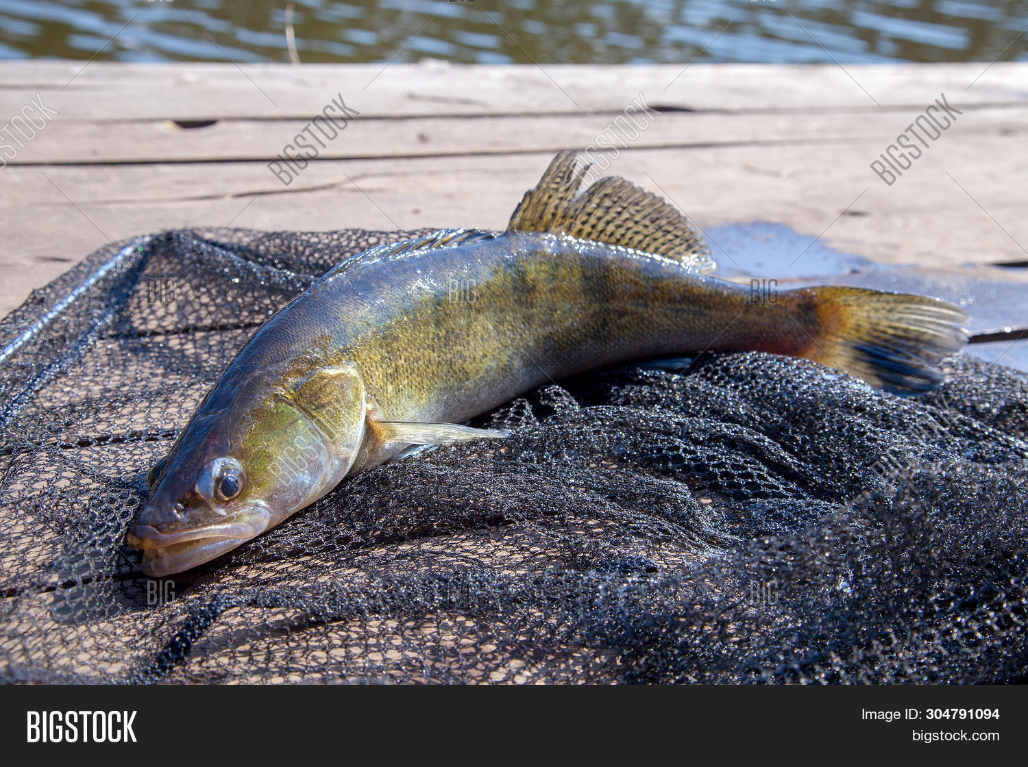 Freshwater Zander Image & Photo (Free Trial) | Bigstock