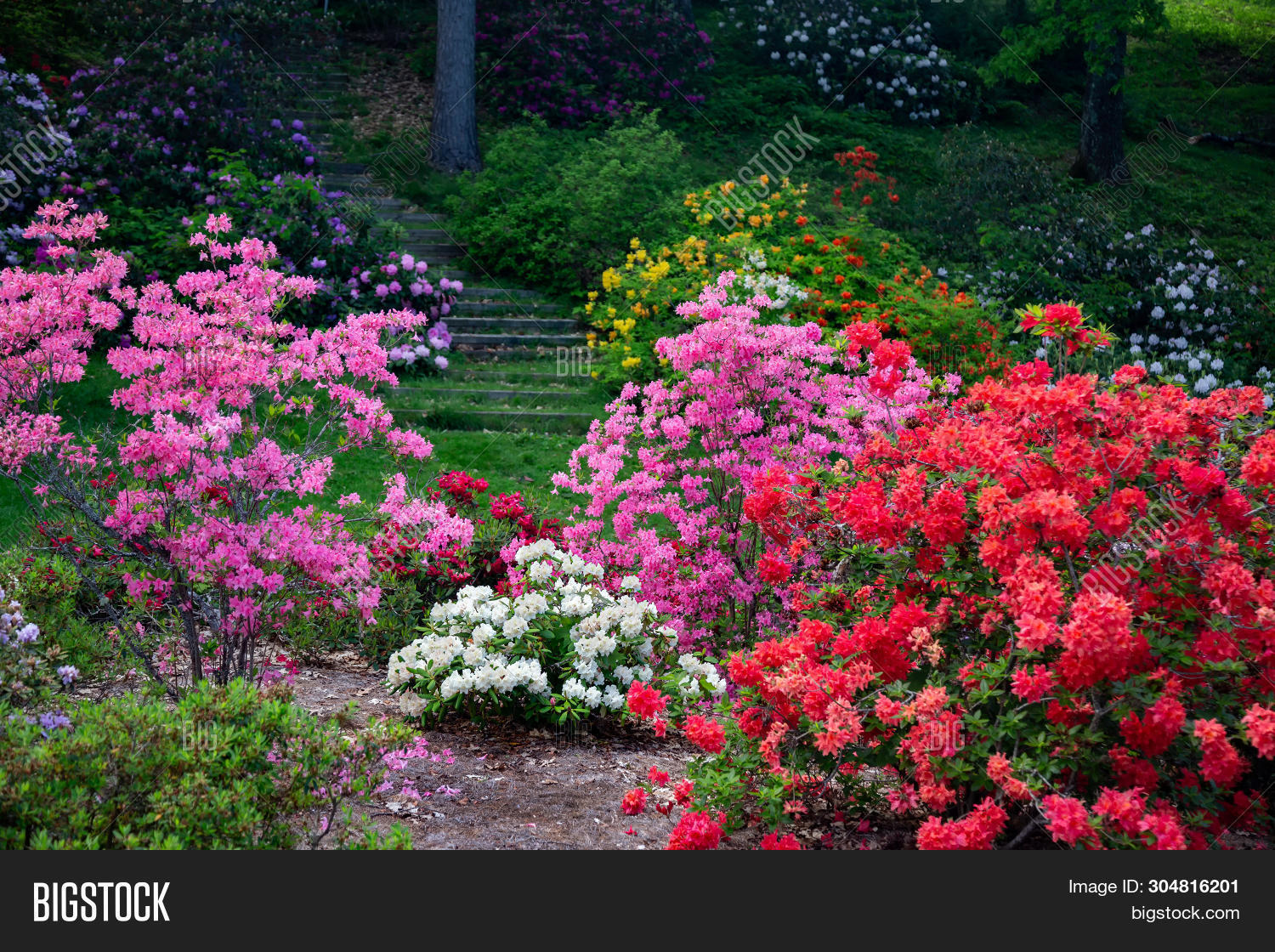 Azaleas Rhodendrons Image & Photo (Free Trial) | Bigstock
