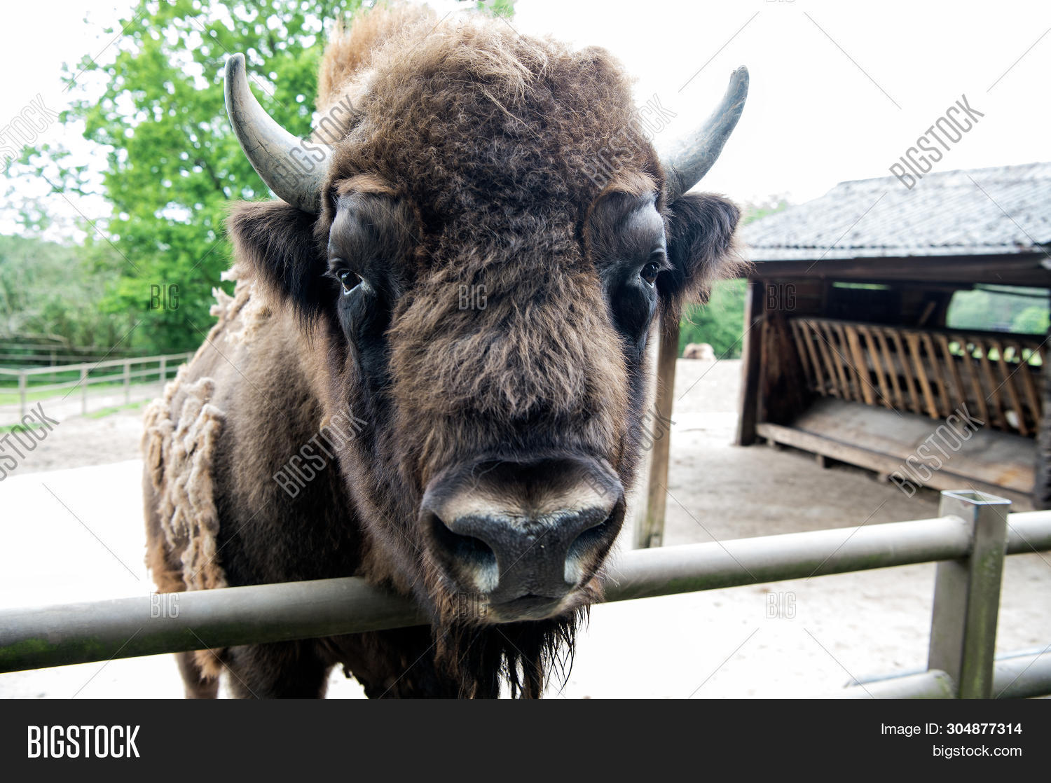Bull Bison Closeup. Image & Photo (Free Trial) | Bigstock