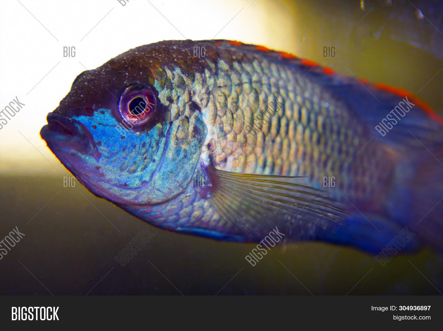 Fish Aquarium. Image & Photo (Free Trial) | Bigstock