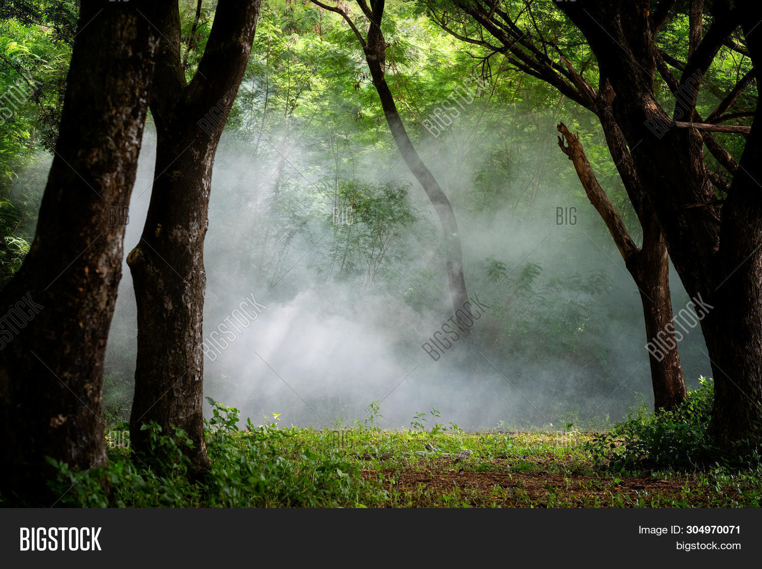 Beautiful Foggy Forest Image & Photo (Free Trial) | Bigstock