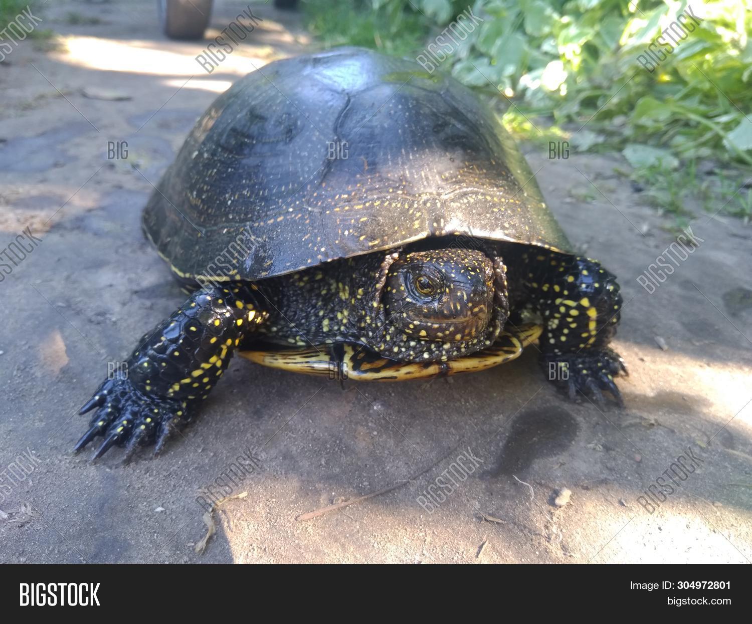 European Swamp Turtle Image & Photo (Free Trial) | Bigstock