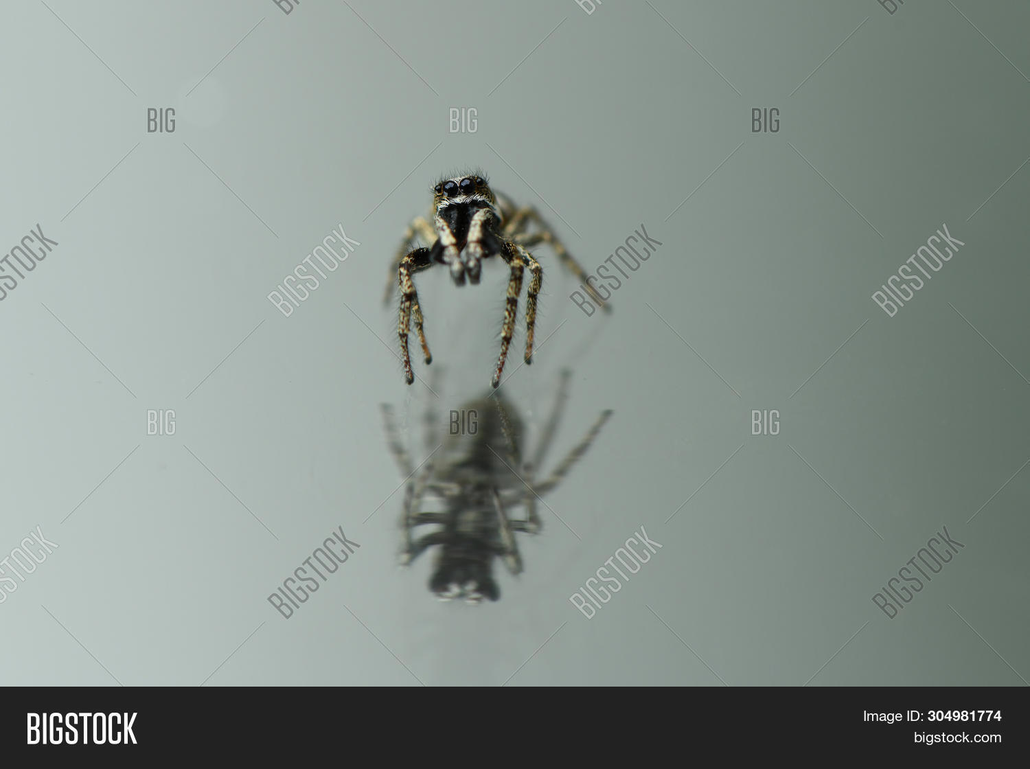 Jumping Spider ( Image & Photo (Free Trial) | Bigstock
