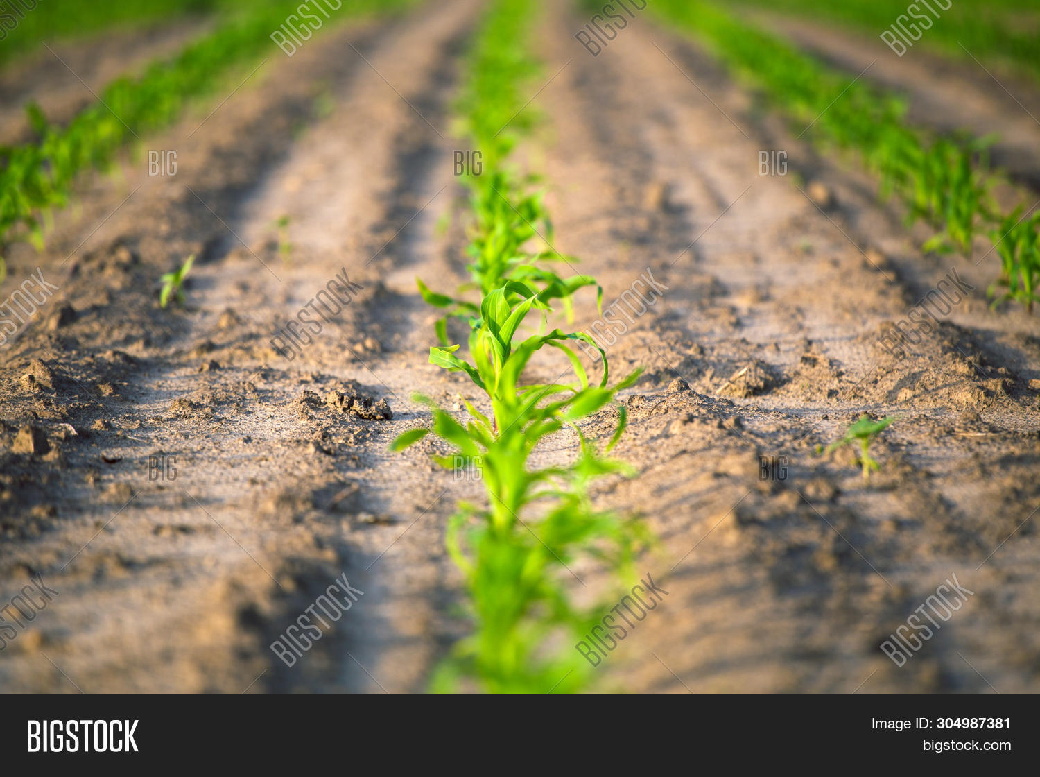 Young Shoots Corn. Image & Photo (Free Trial) | Bigstock