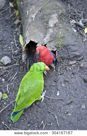 Female Eclectus Parrot Image & Photo (Free Trial) | Bigstock