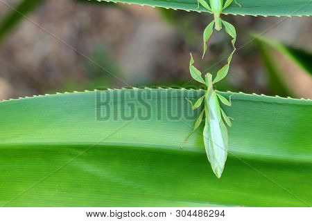 Green Leaf Insect On Image & Photo (Free Trial) | Bigstock