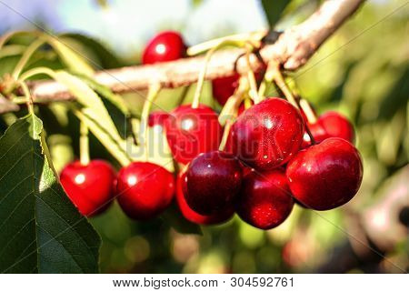 Big Red Cherries Image & Photo (Free Trial) | Bigstock
