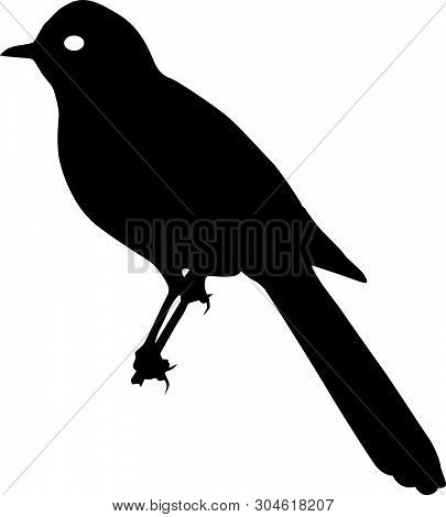Thrush Bird Black Vector & Photo (Free Trial) | Bigstock