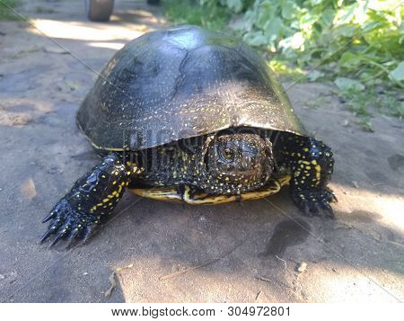 European Swamp Turtle Image & Photo (Free Trial) | Bigstock