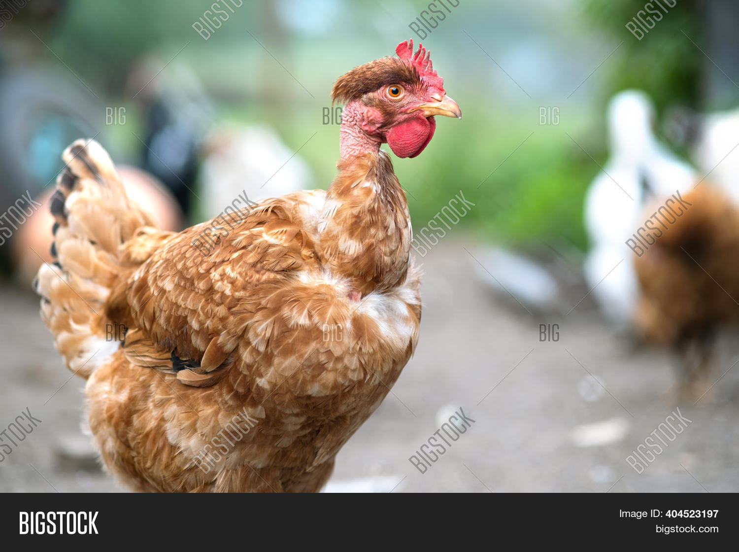 Chicken Feeding On Image & Photo (Free Trial) | Bigstock