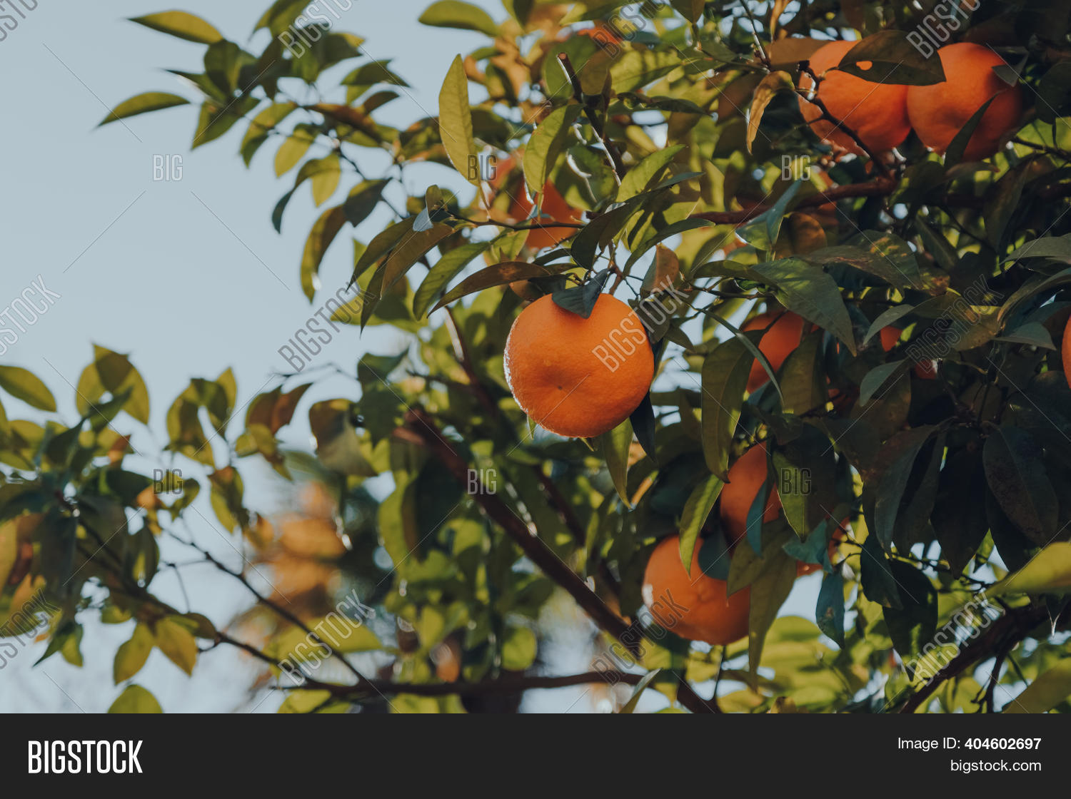 Close Decorative Image & Photo (Free Trial) | Bigstock