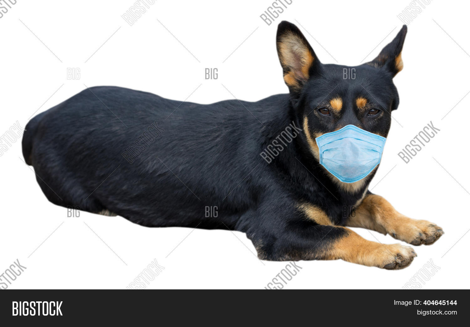 Dog Protective Mask On Image & Photo (Free Trial) | Bigstock