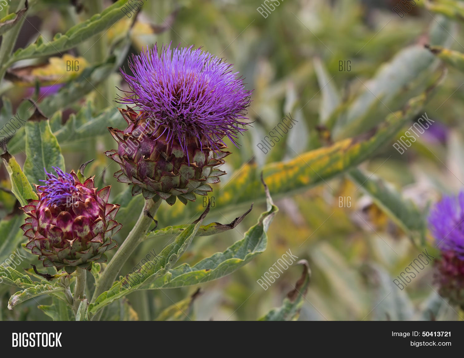 Cardoon (cynara Image & Photo (Free Trial) | Bigstock