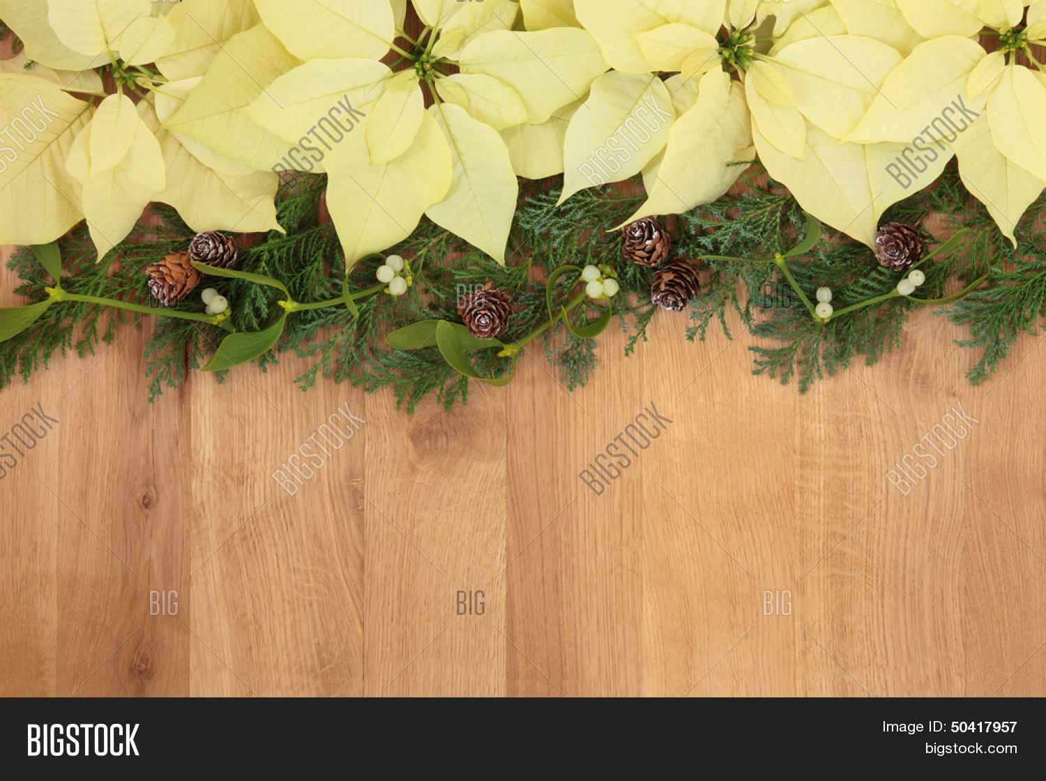 Poinsettia Flower Image & Photo (Free Trial) | Bigstock