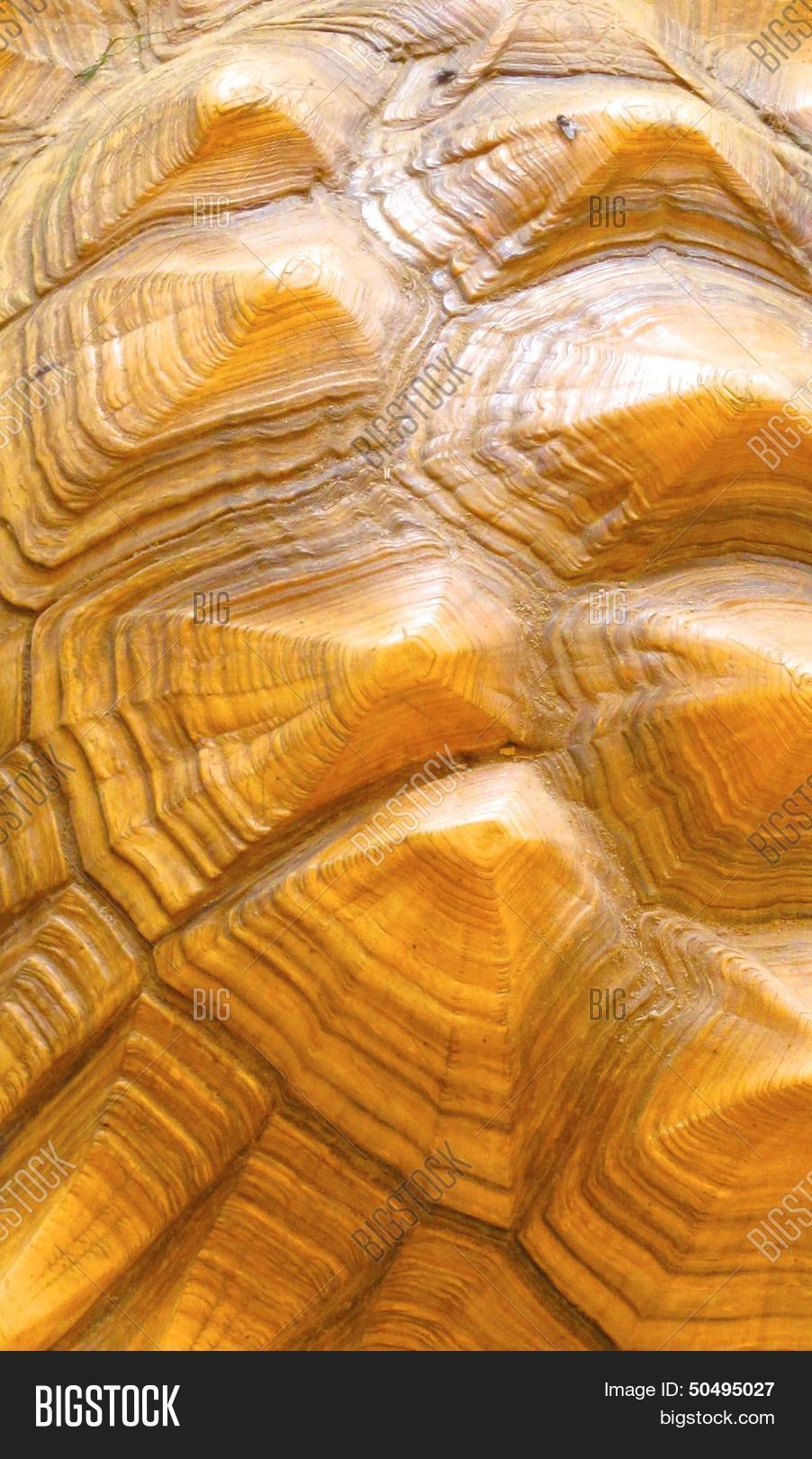Turtle Shell Image & Photo (Free Trial) | Bigstock