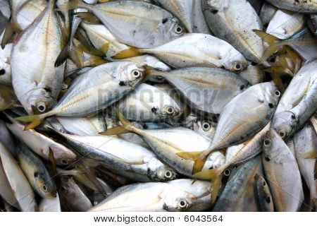 Yellow Fin Fish Image & Photo (Free Trial) | Bigstock