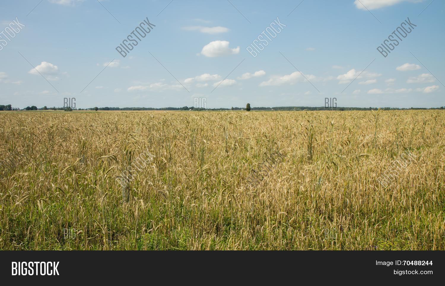 Fields Cereal Crops Image & Photo (Free Trial) | Bigstock