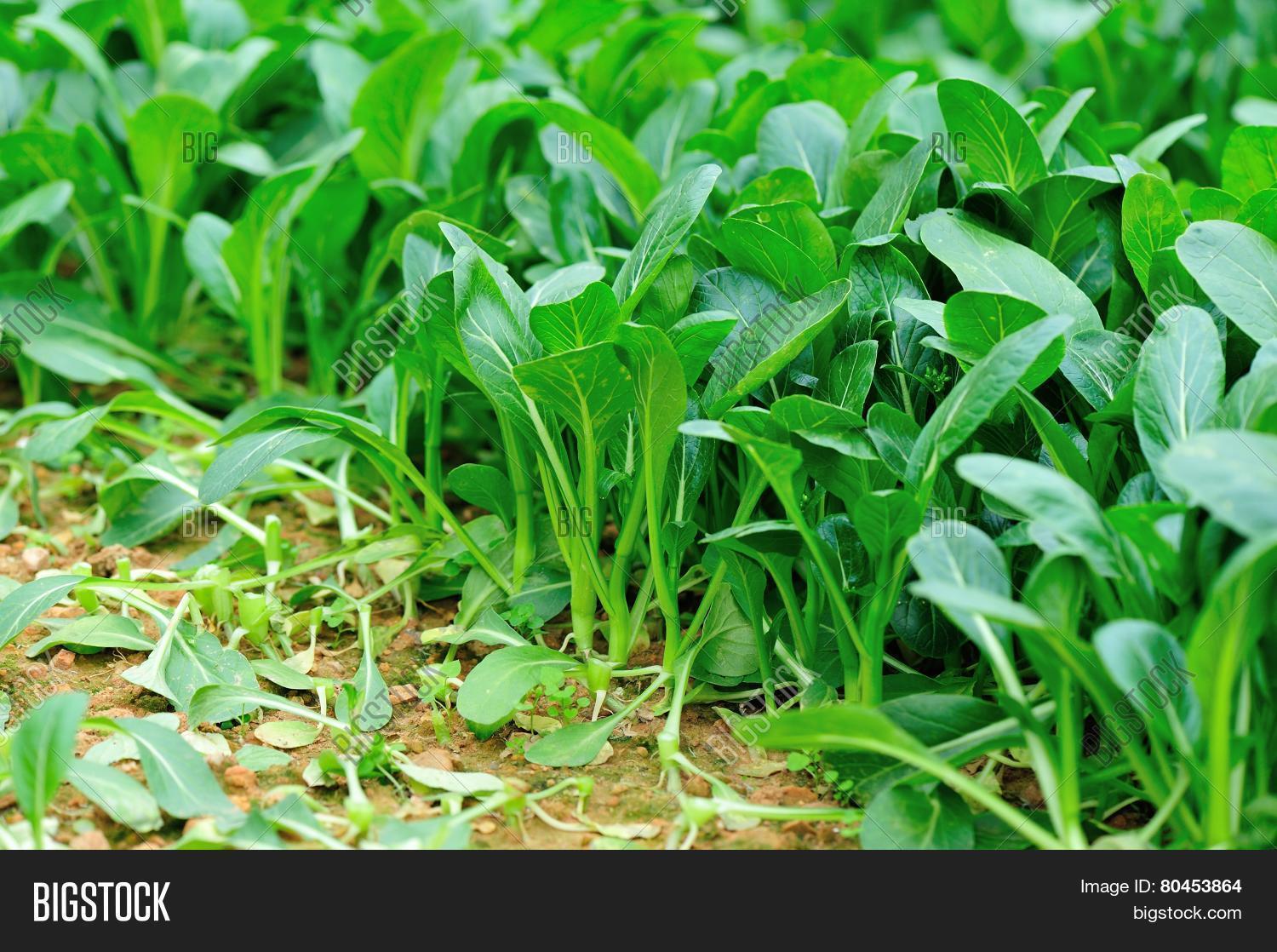 Green Choy Sum Growth Image & Photo (Free Trial) | Bigstock