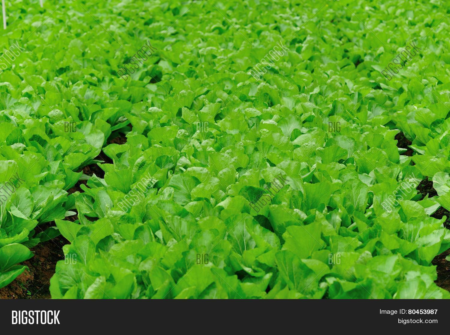 Green Choy Sum Growth Image & Photo (Free Trial) | Bigstock