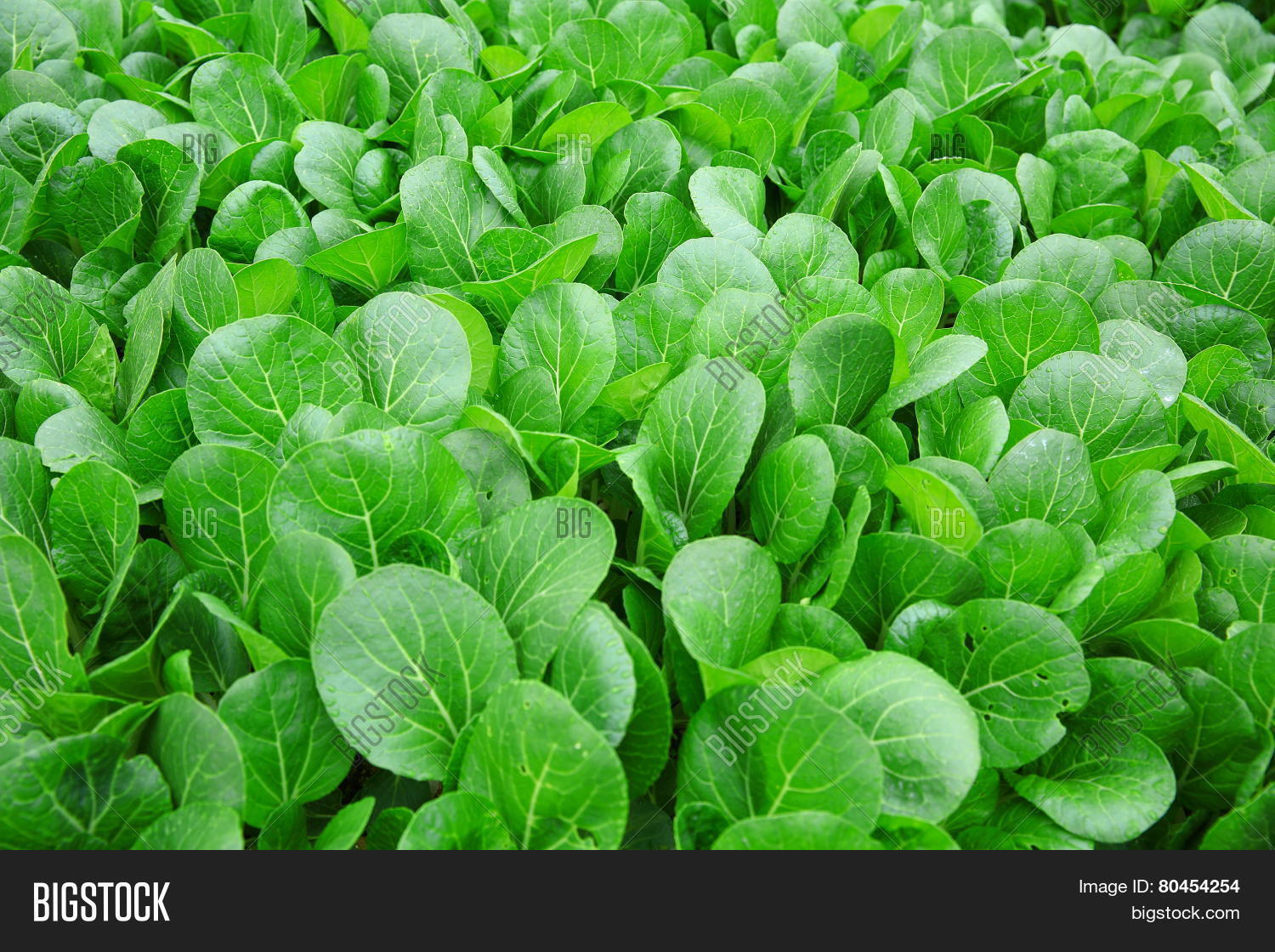 Green Choy Sum Growth Image & Photo (Free Trial) | Bigstock