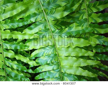 Variegated Fern Image & Photo (Free Trial) | Bigstock