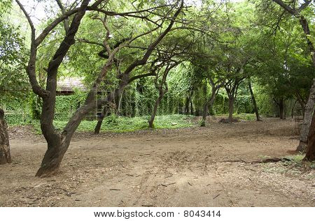 Tree Covered Walk Way Image & Photo (Free Trial) | Bigstock