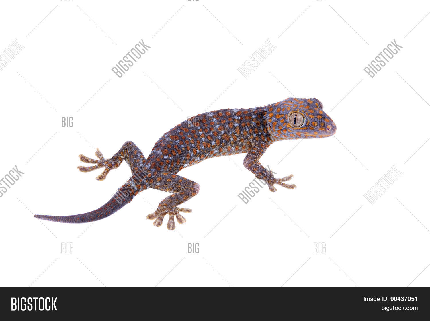 Tokay Gecko Isolated Image & Photo (Free Trial) | Bigstock