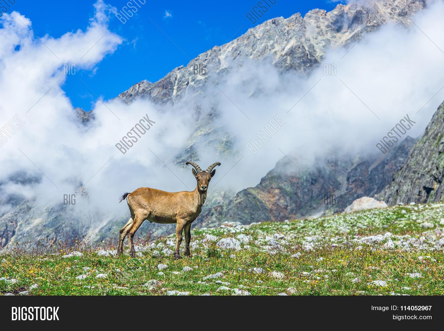 West Caucasian Tur ( Image & Photo (Free Trial) | Bigstock