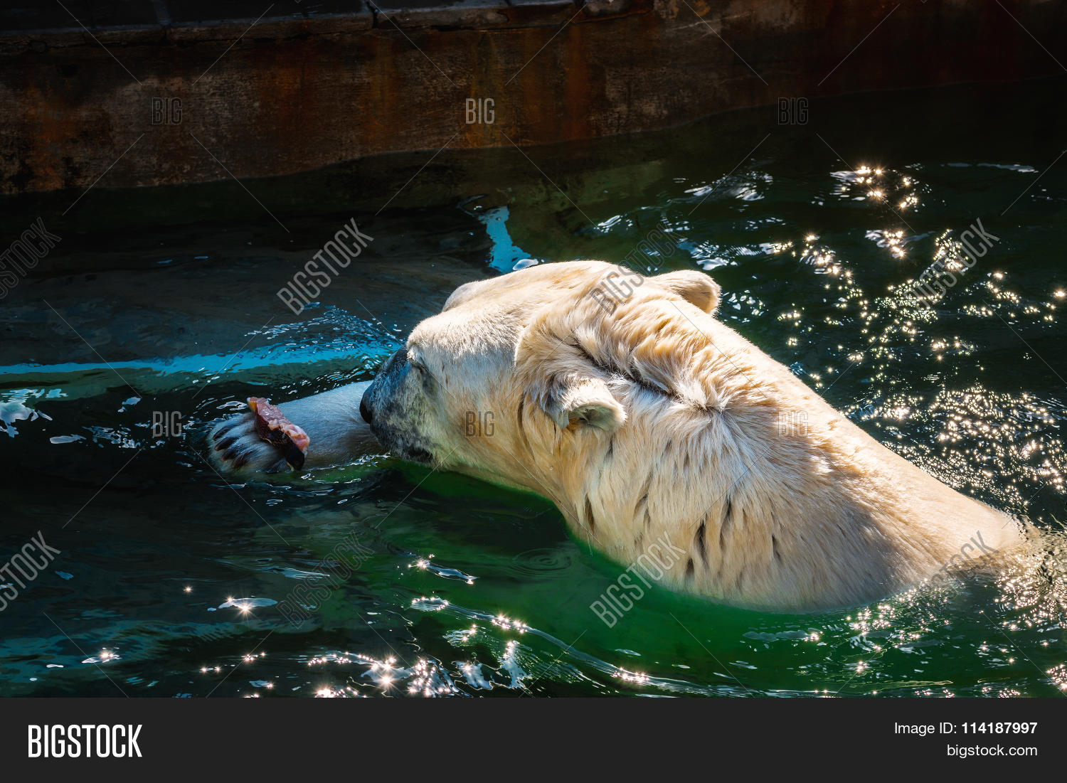 Polar Bear Eating Fish