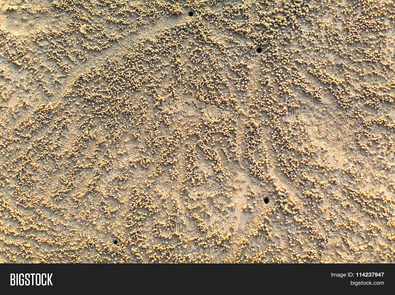 Light Beach Sand Image & Photo (Free Trial) | Bigstock