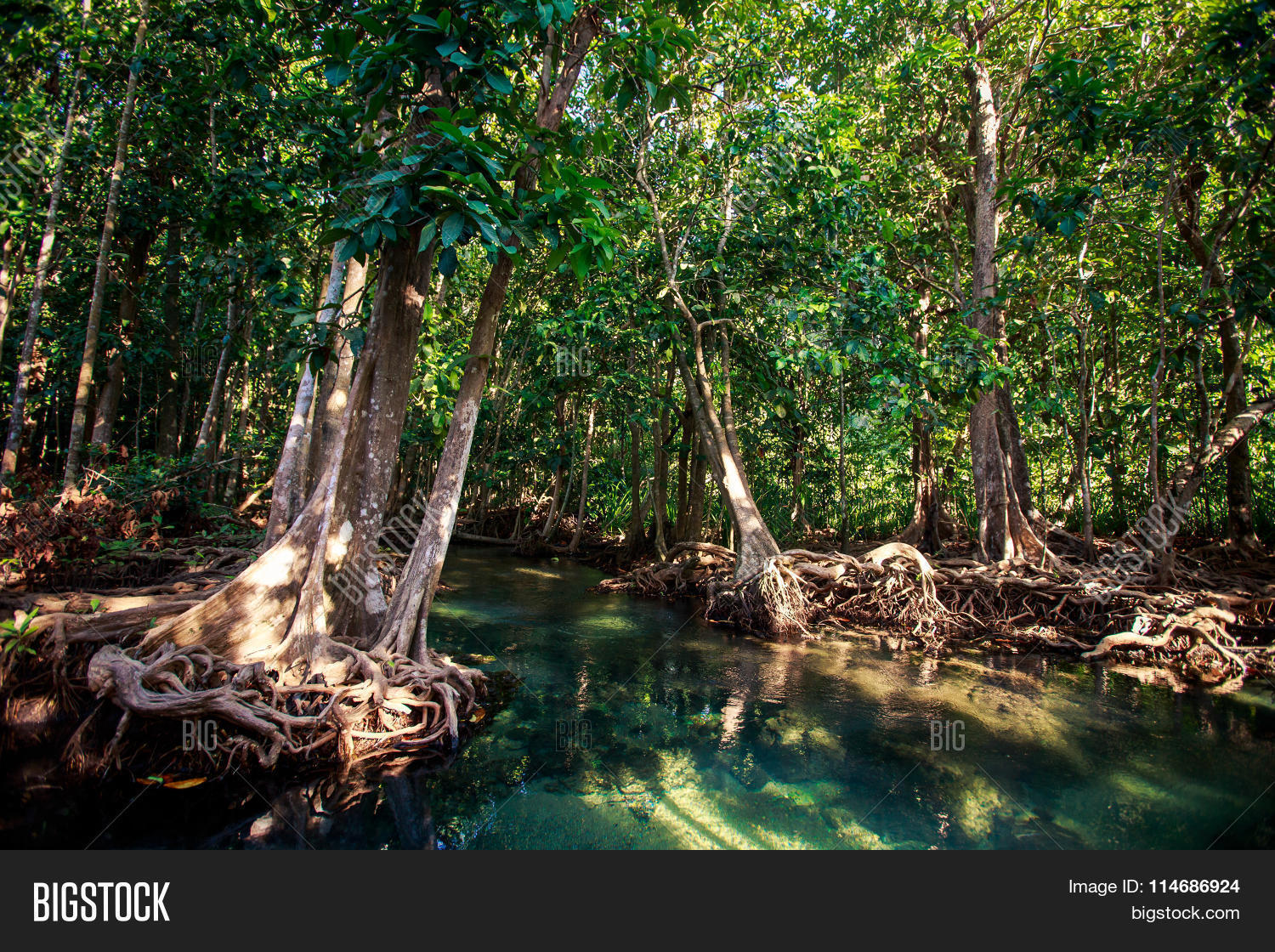 Large Mangrove Tree Image & Photo (Free Trial) | Bigstock