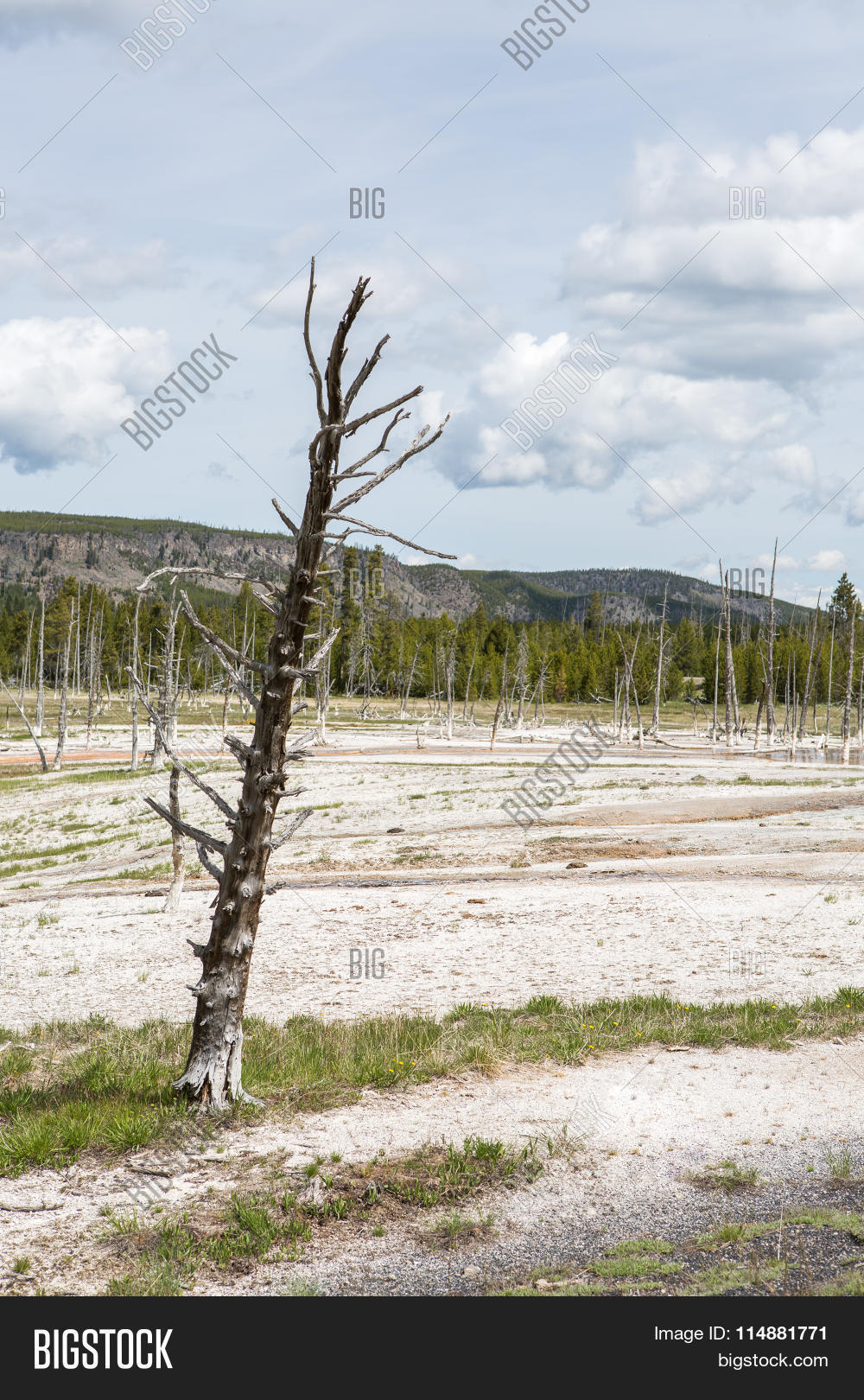 Isolated Dead Tree No Image & Photo (Free Trial) | Bigstock