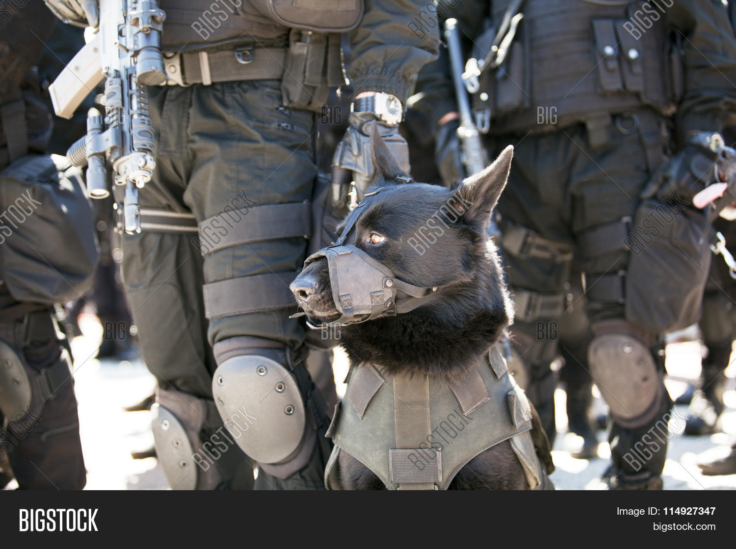 Police Dog Image & Photo (Free Trial) | Bigstock