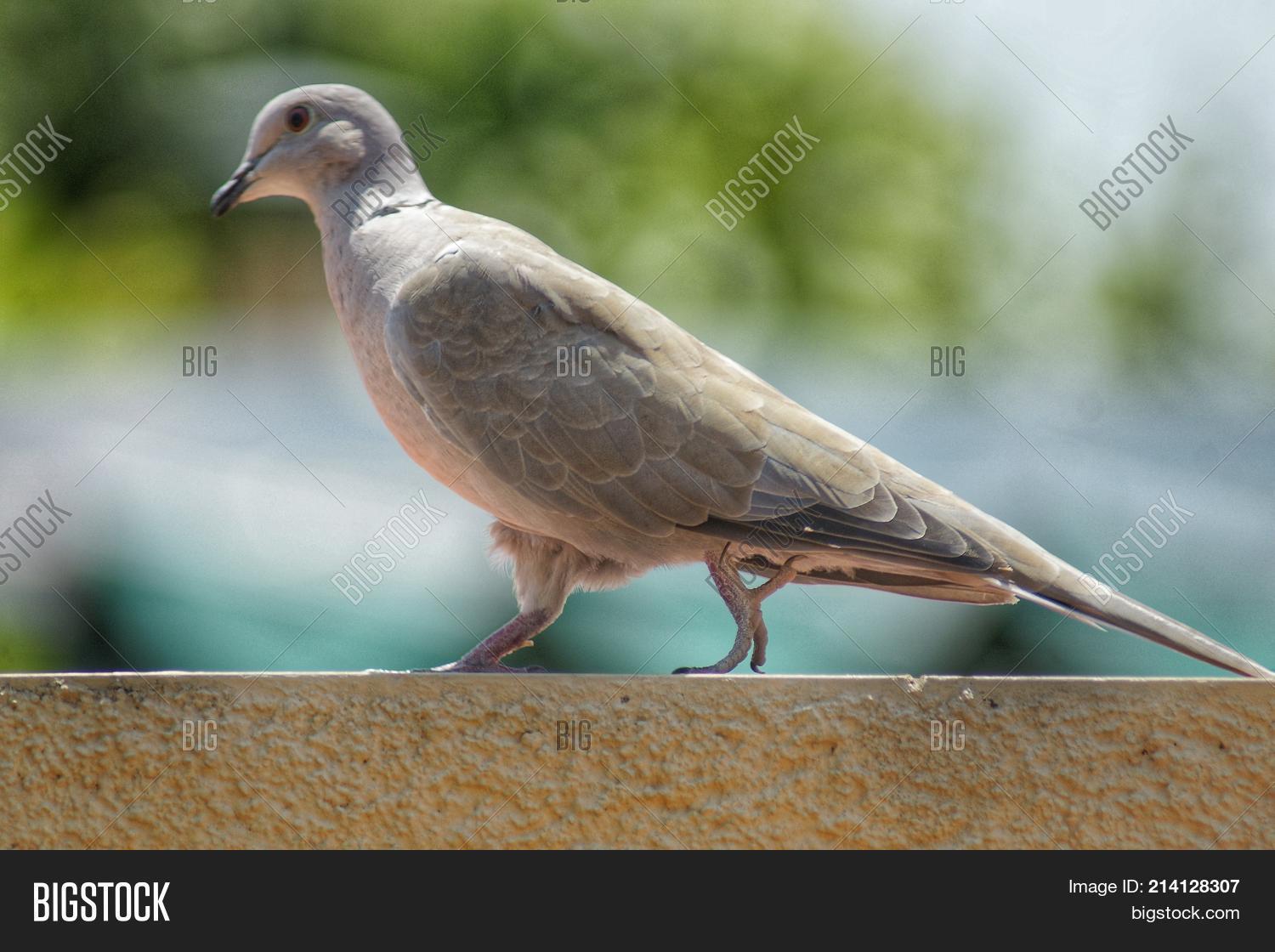 Female Turtledove Image & Photo (Free Trial) | Bigstock