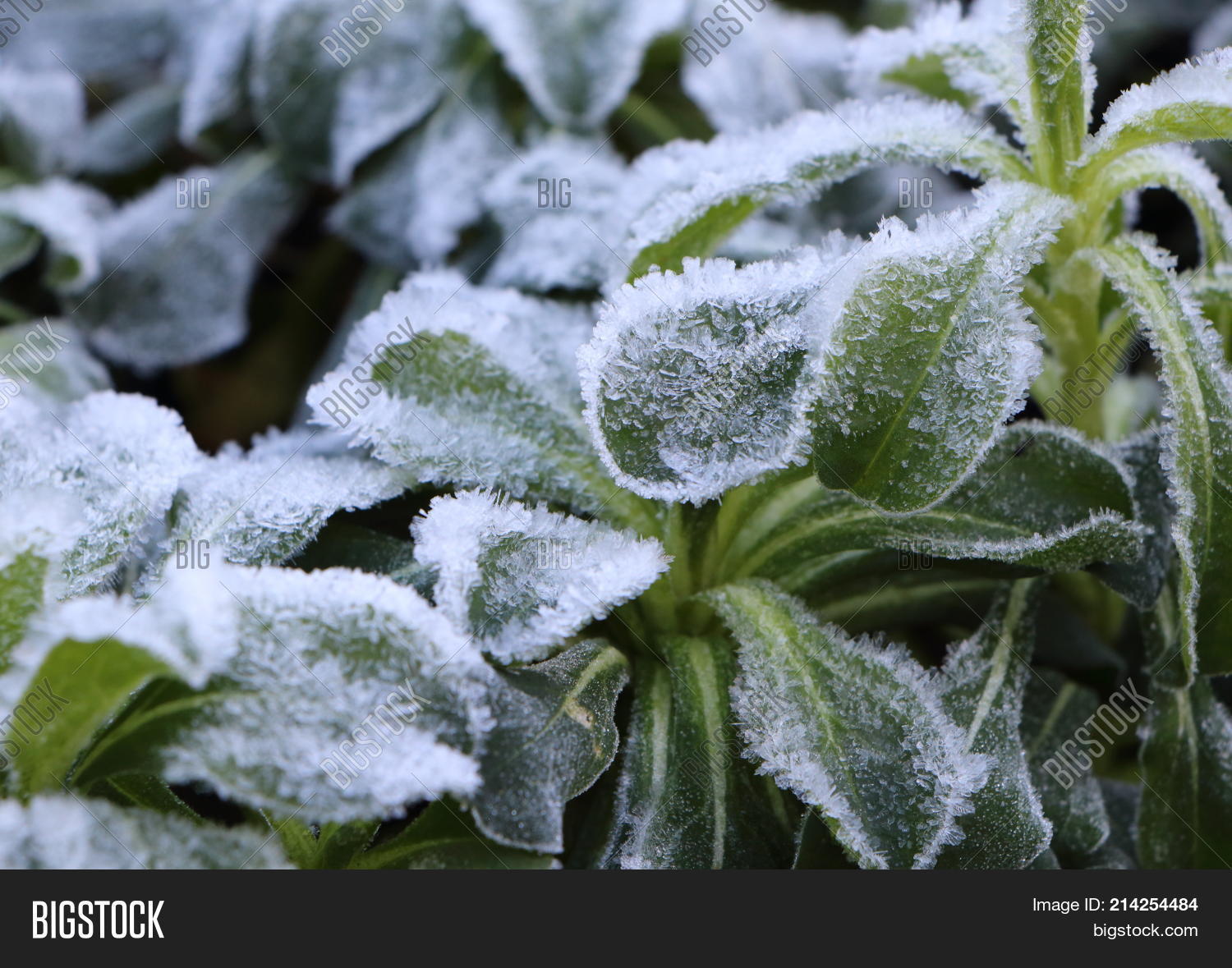 Frosted Plant Garden Image & Photo (Free Trial) | Bigstock
