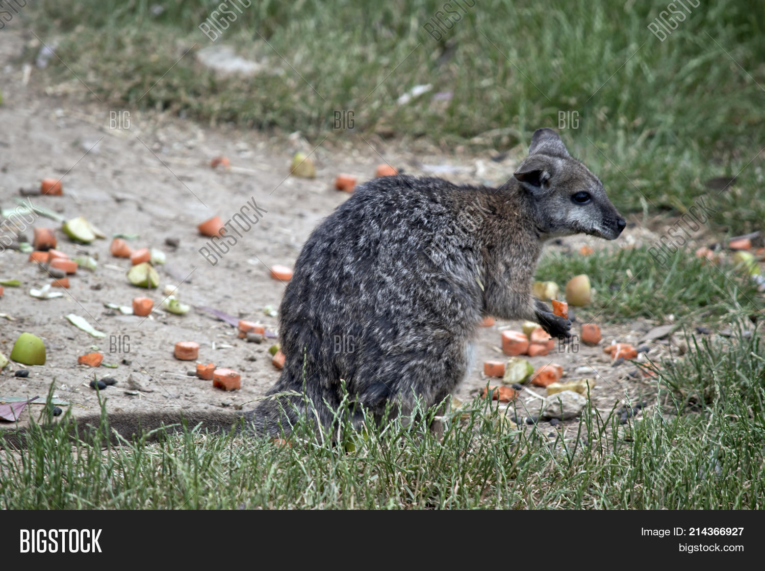 Tammar Wallaby Eating Image & Photo (Free Trial) | Bigstock