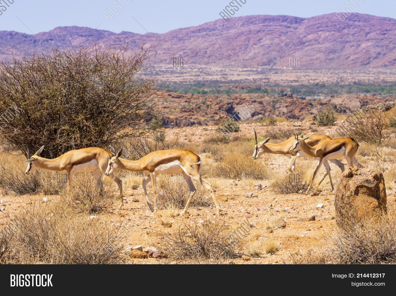 Two Female Springbok Image & Photo (Free Trial) | Bigstock