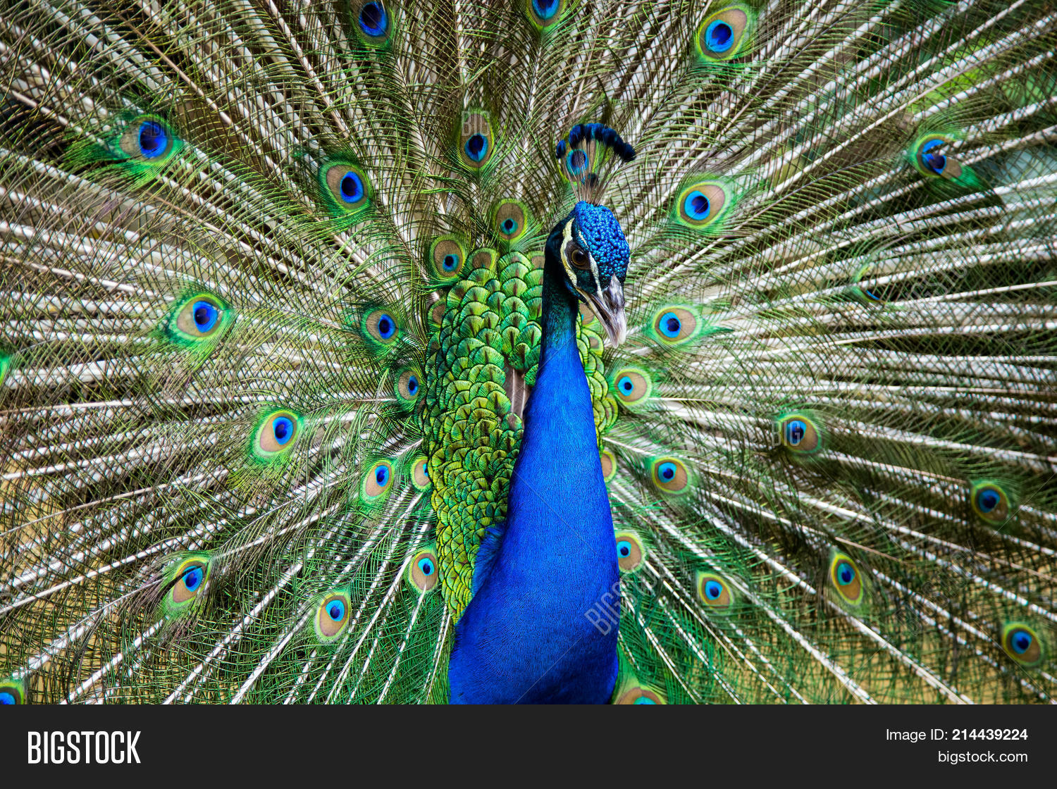 Peacock Bird Male