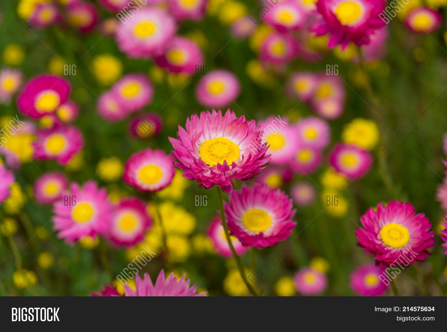 Australian Native Image & Photo (Free Trial) | Bigstock