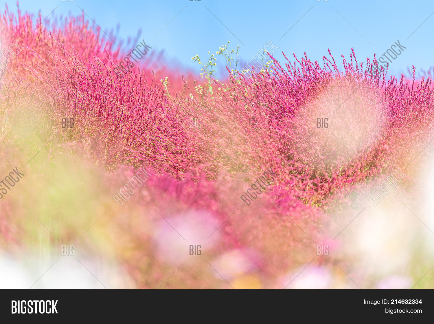 Kochia Cosmos Bush Image & Photo (Free Trial) | Bigstock