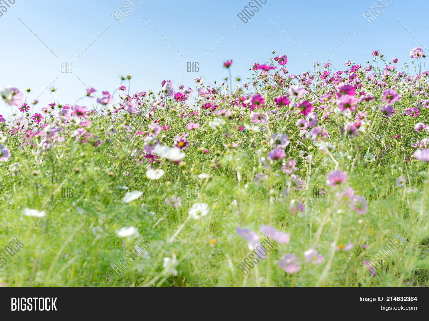 Kochia Cosmos Bush Image & Photo (Free Trial) | Bigstock