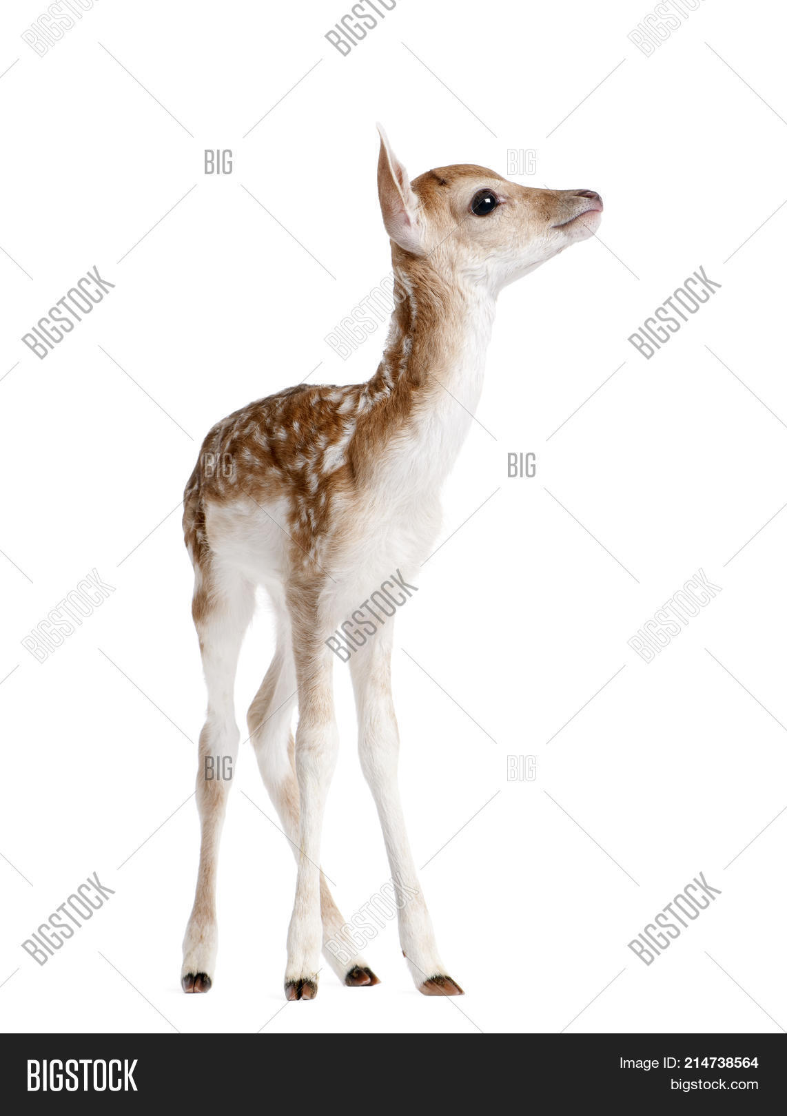 Side View Fallow Deer Image & Photo (Free Trial) | Bigstock
