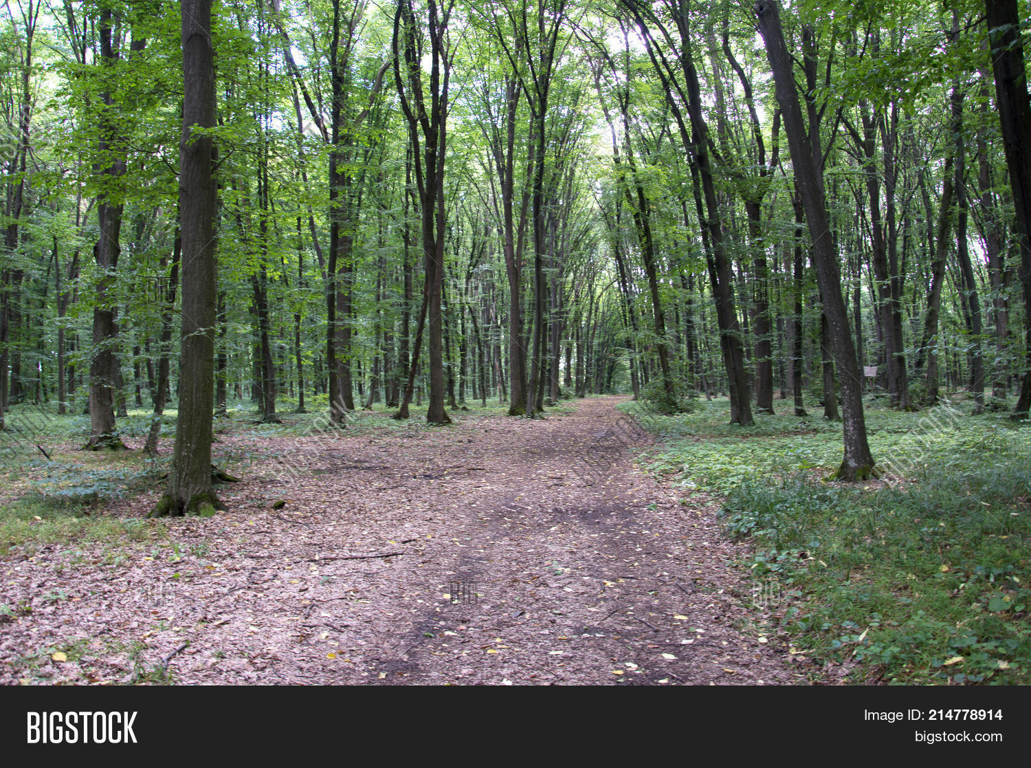 Bright Green Forest Image & Photo (Free Trial) | Bigstock