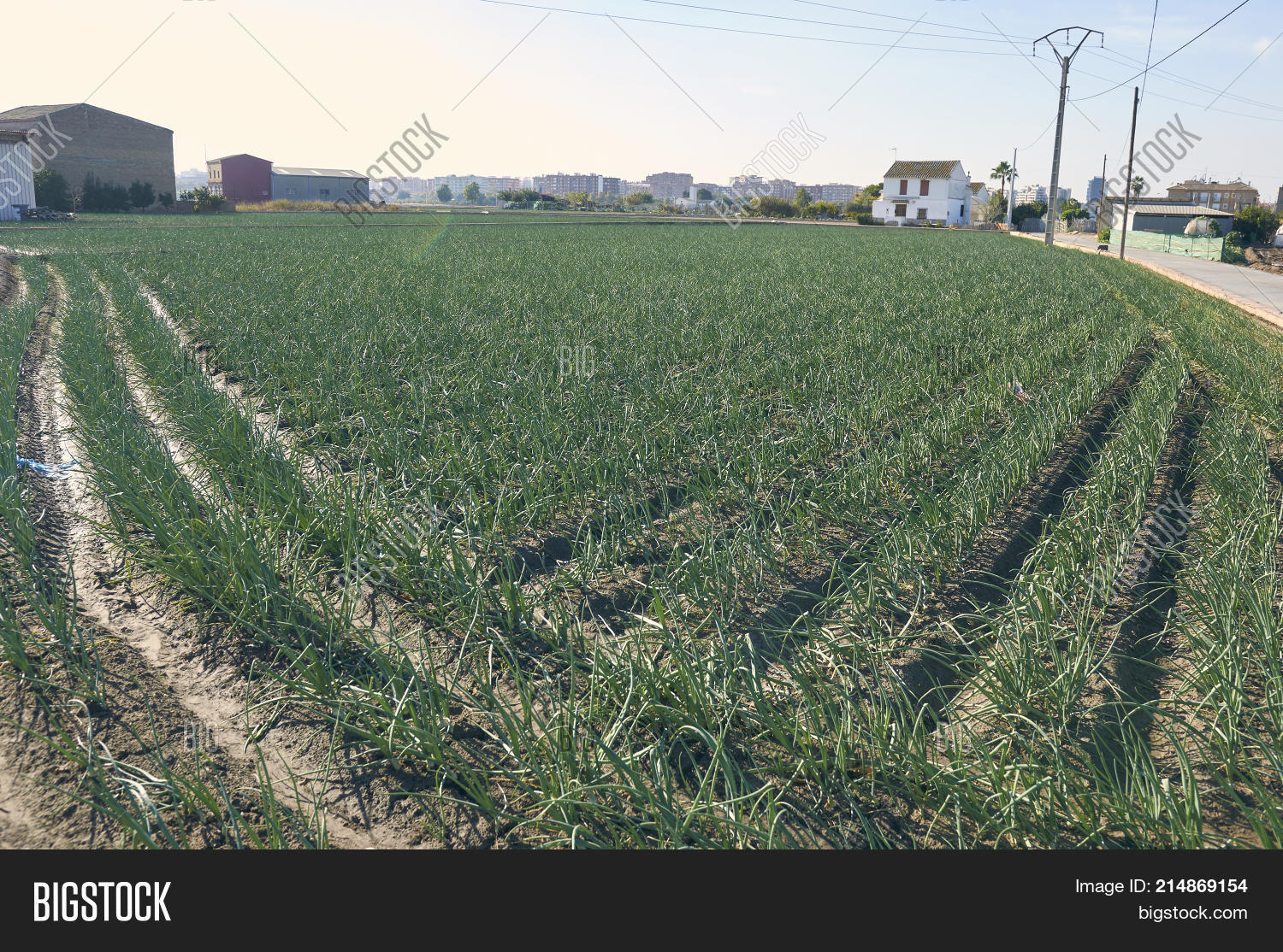 Fields Garden Image & Photo (Free Trial) | Bigstock