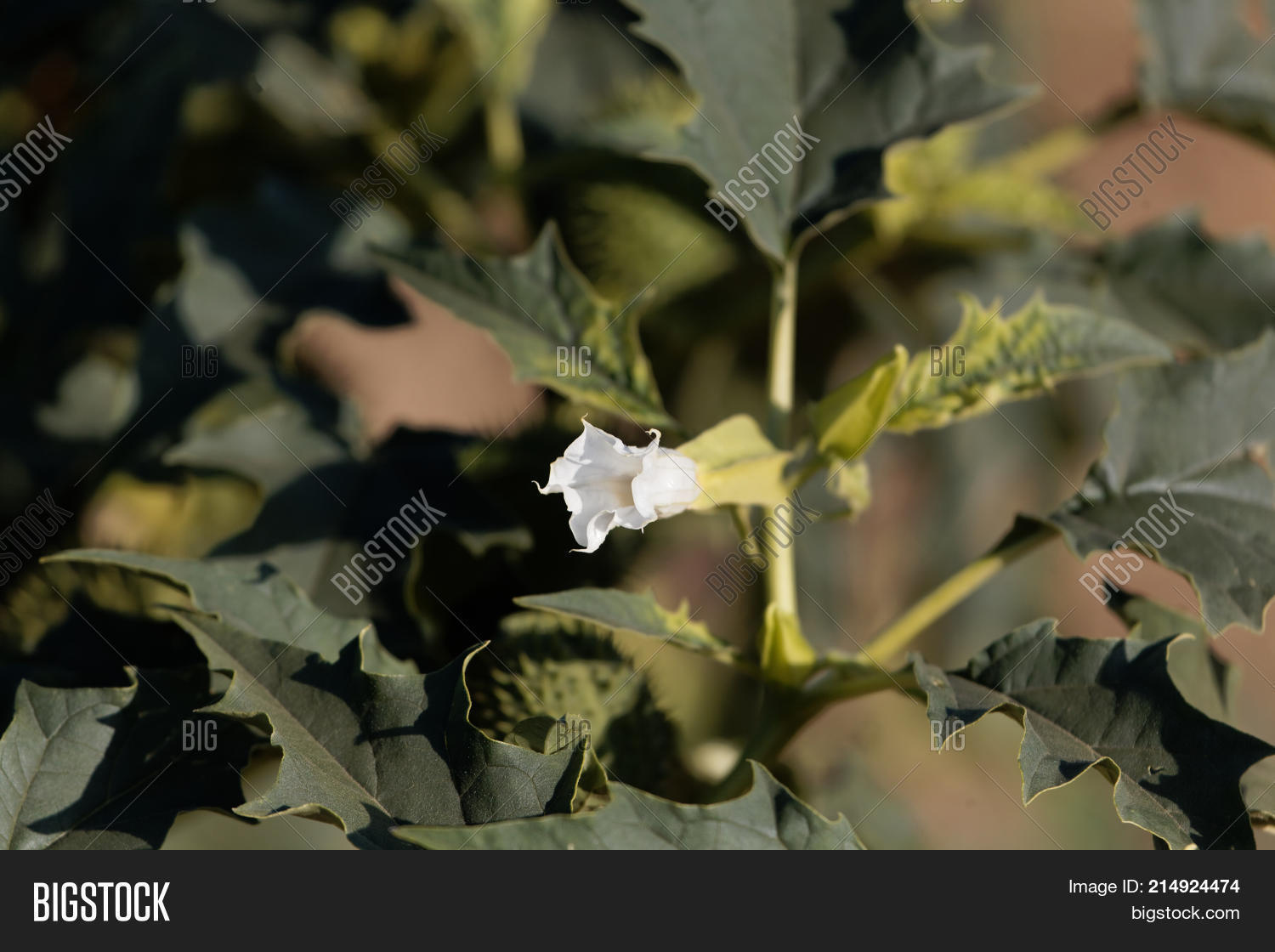 Flower Jimsonweed ( Image & Photo (Free Trial) | Bigstock