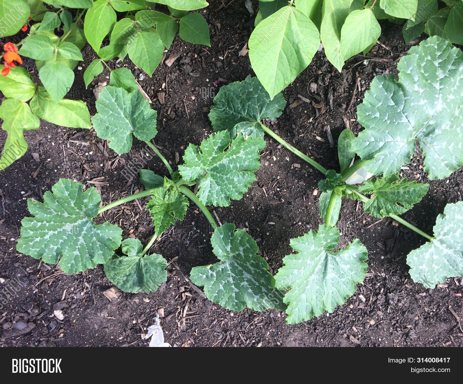 Corgette Plants Image & Photo (Free Trial) | Bigstock