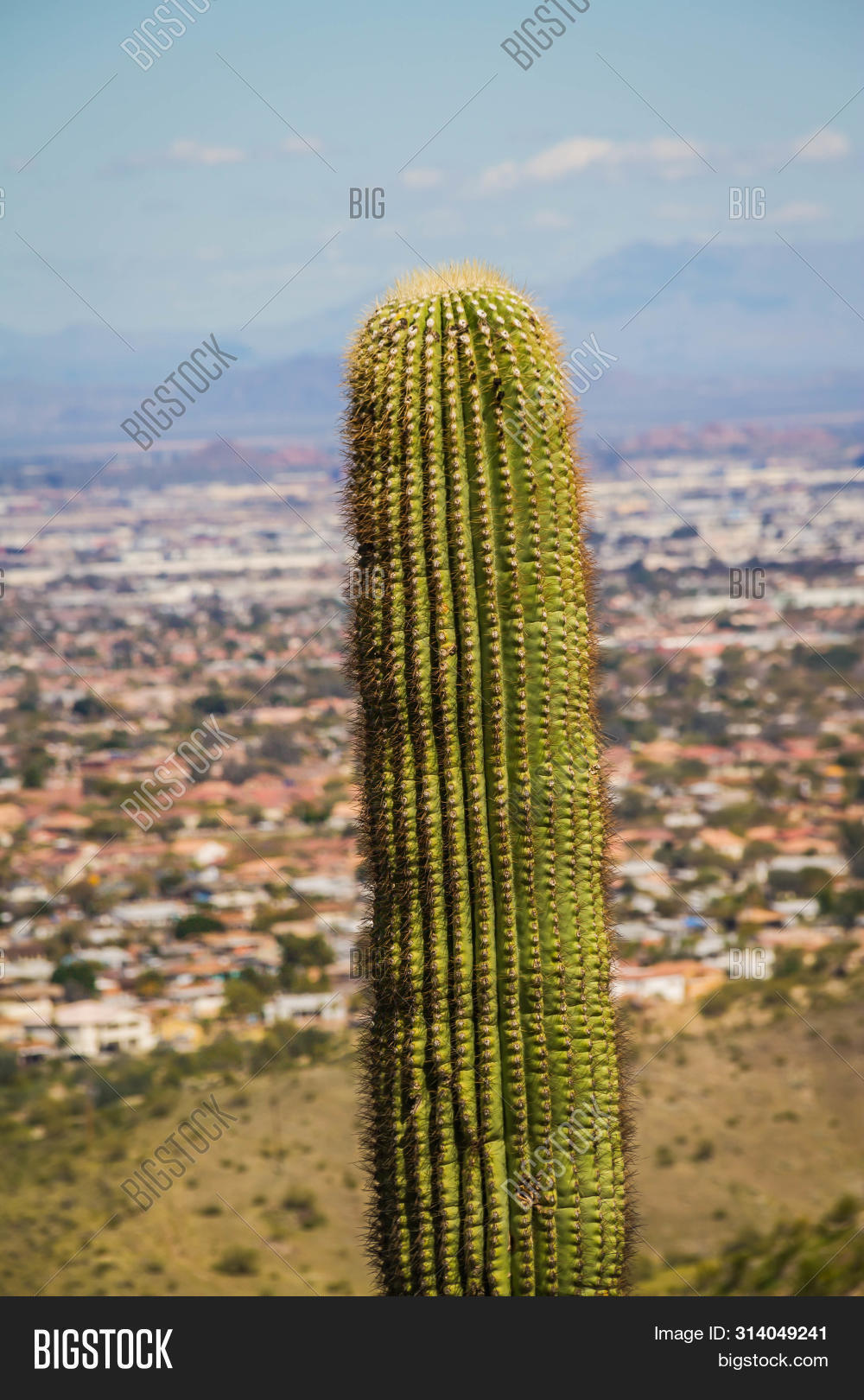 Zoomed Image Saguaro Image & Photo (Free Trial) | Bigstock