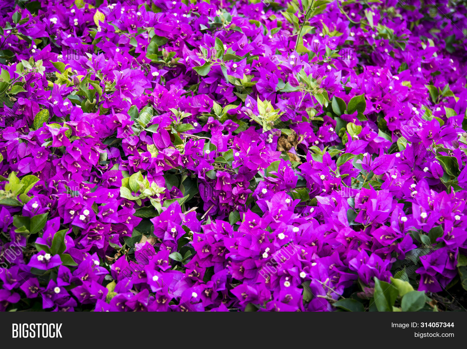 Shallow Depth Flower Image & Photo (Free Trial) | Bigstock