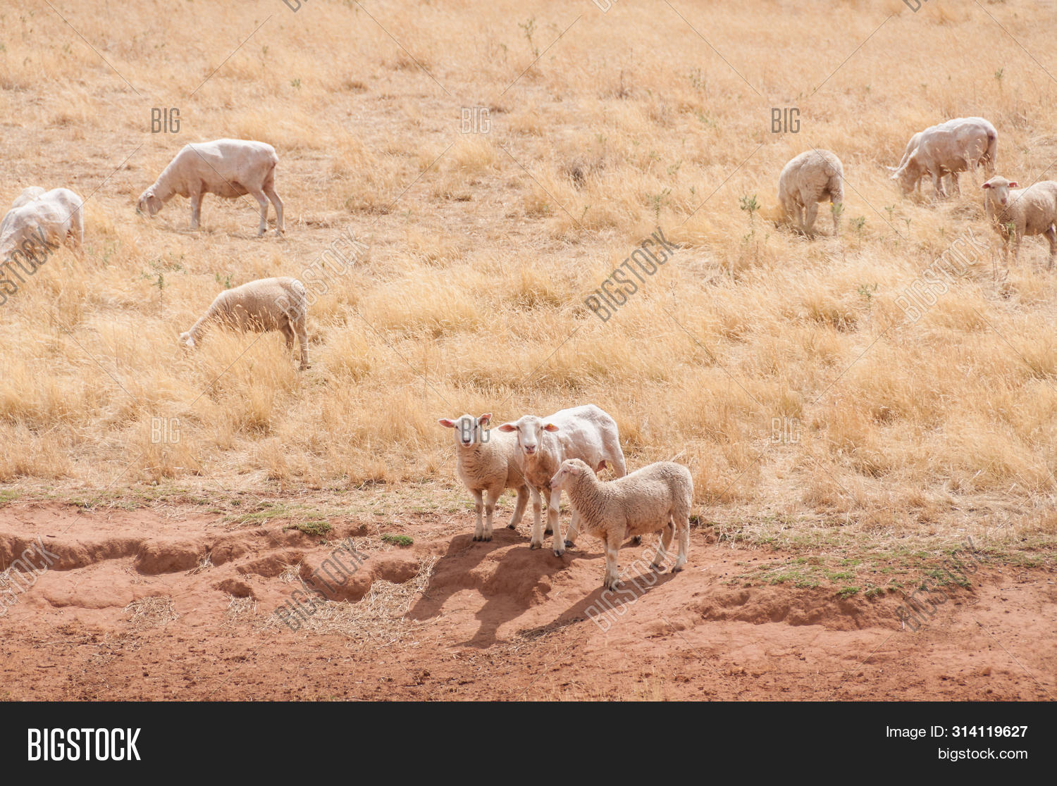 Sheered Australian Image & Photo (Free Trial) | Bigstock